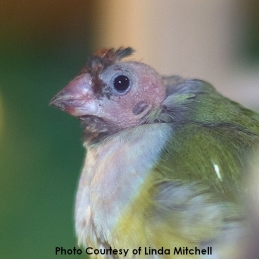 What's New at ladygouldian.com? | Laraine's Lady Gouldians