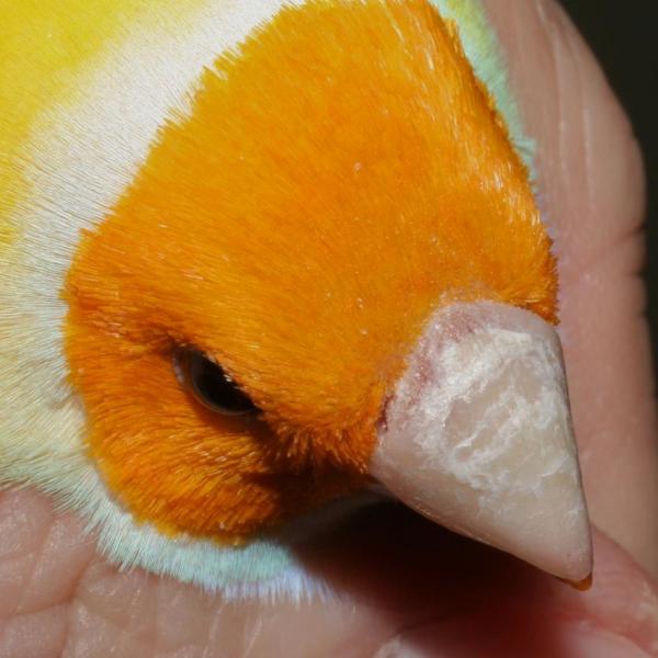 PTG Problems Related to the Head & Beak | Laraine's Lady Gouldians