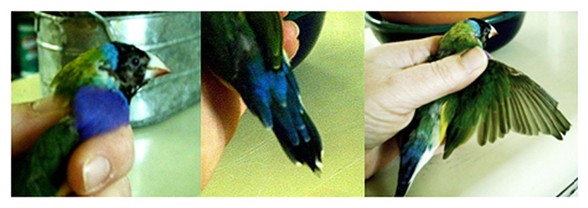 Feather Problems | Laraine's Lady Gouldians