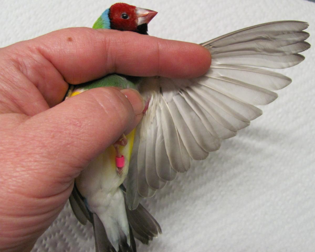 How to Handle Your Birds - Kristen Reeves | Laraine's Lady Gouldians