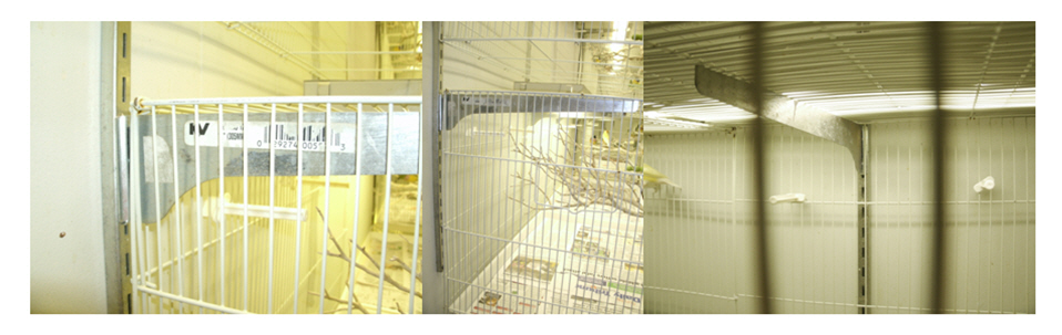 Breeding Cage | Laraine's Lady Gouldians