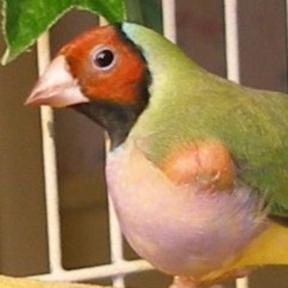 PTG Problems Related to Tumors & Cysts | Laraine's Lady Gouldians