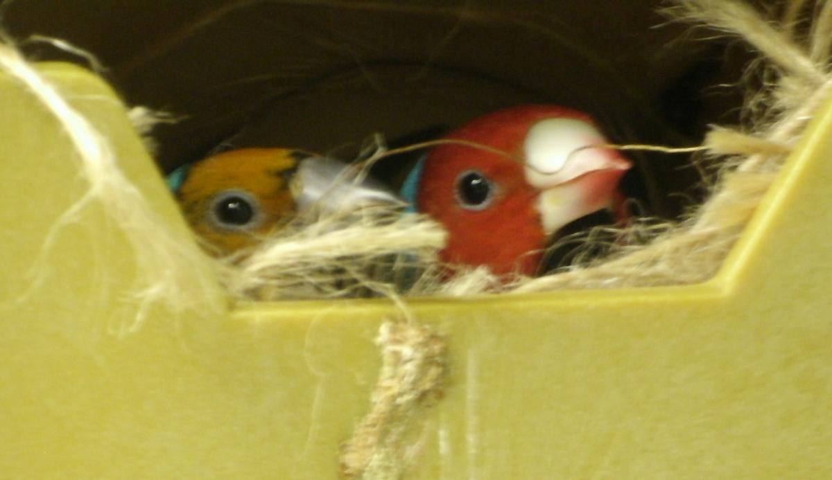 Choosing Breeding Pairs | Laraine's Lady Gouldians