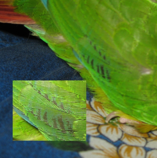 PTG Problems Related to the Nutrition | Laraine's Lady Gouldians