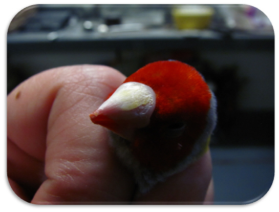 External Parasites | Laraine's Lady Gouldians