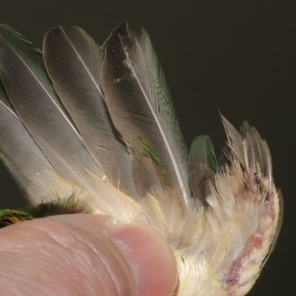 PTG Problems Related to Wings | Laraine's Lady Gouldians