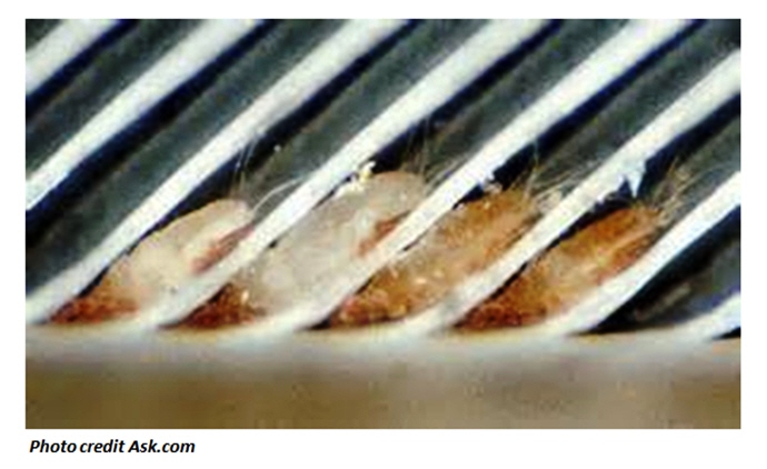 External Parasites | Laraine's Lady Gouldians