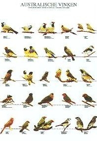 Bird Posters 2 | Laraine's Lady Gouldians