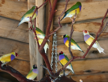 Jay's California Dreamin' | Laraine's Lady Gouldians