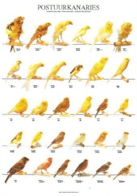 Bird Posters 1 | Laraine's Lady Gouldians