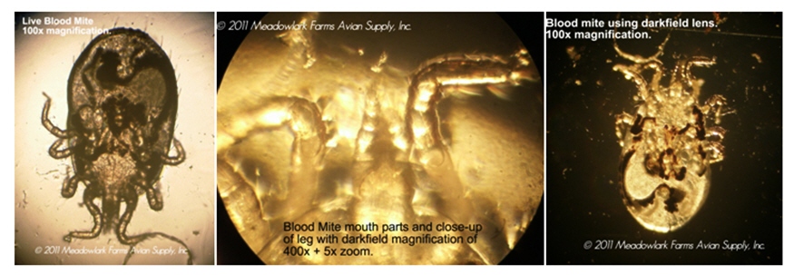 External Parasites | Laraine's Lady Gouldians