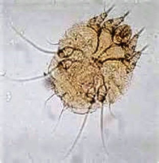 Foot Problems - Scaly Mite, Bumblefoot and Gout | Laraine's Lady Gouldians