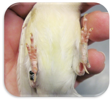 Beak & Claws | Laraine's Lady Gouldians